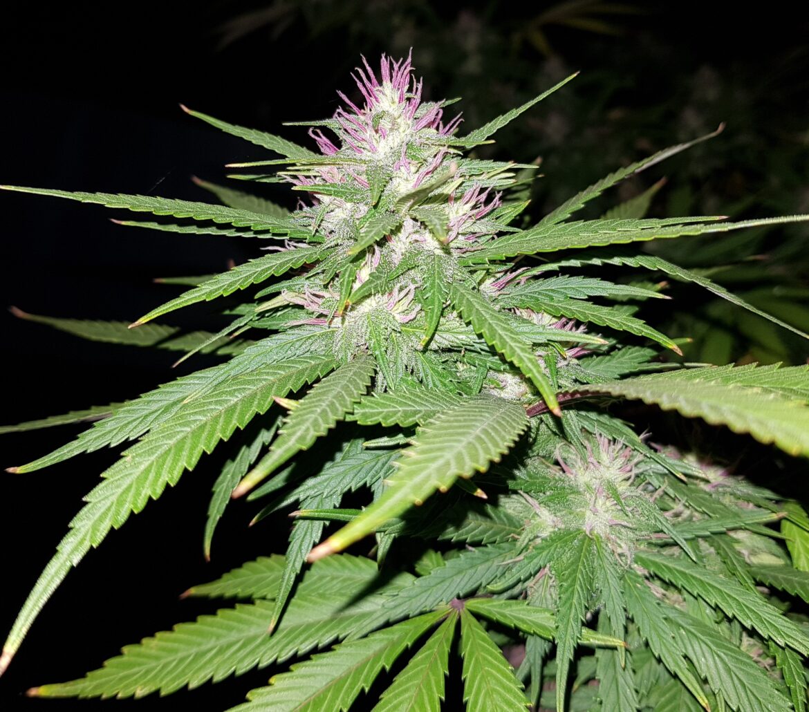 Mazar-i-Sharif – The Real Seed Company