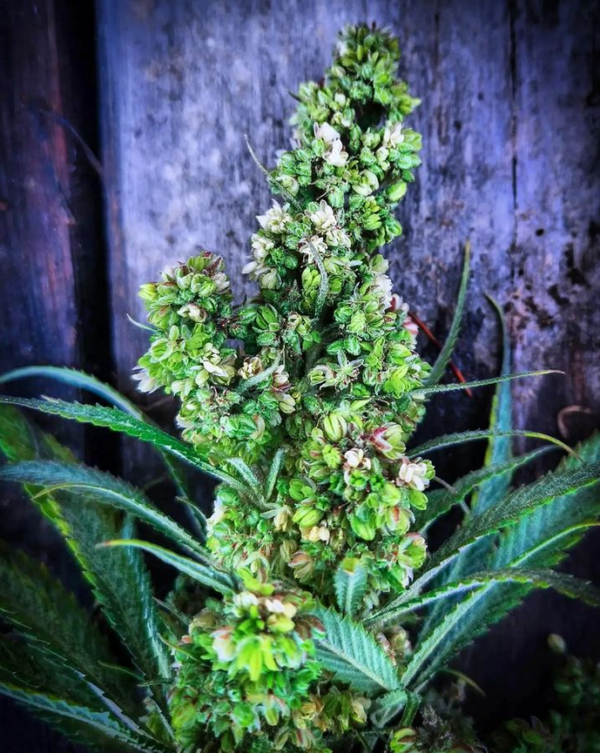 Check out this Syrian landrace male – The Real Seed Company