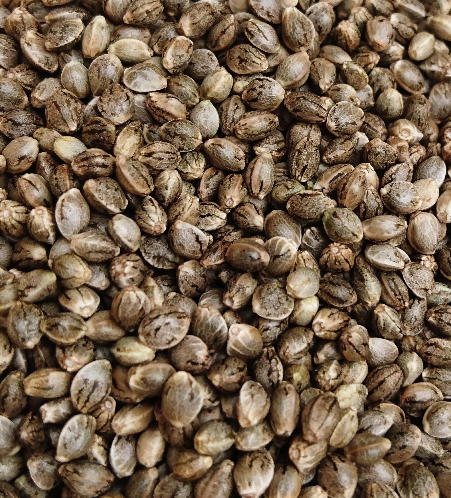 Afgaan ’90 and new pure landraces direct from the Hindu Kush incoming ...