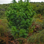 Mango Thai - The Real Seed Company - Thai Landrace Cannabis Seeds