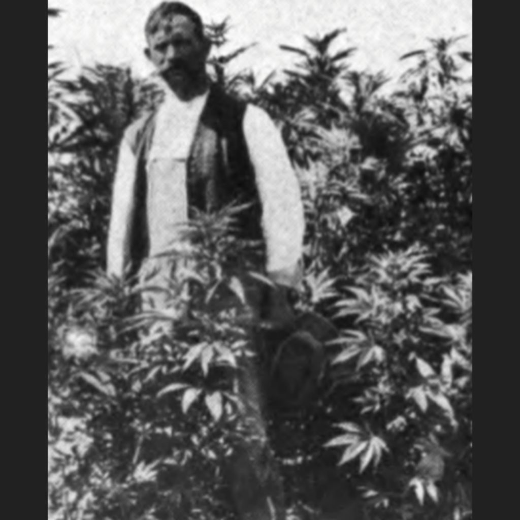 The Real Seed Company - Real Knowledge | Real Landrace Cannabis Seeds