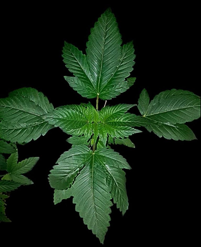 Current Freebie Seeds: 12 Rasoli & 5 Afghan Mix - The Real Seed Company