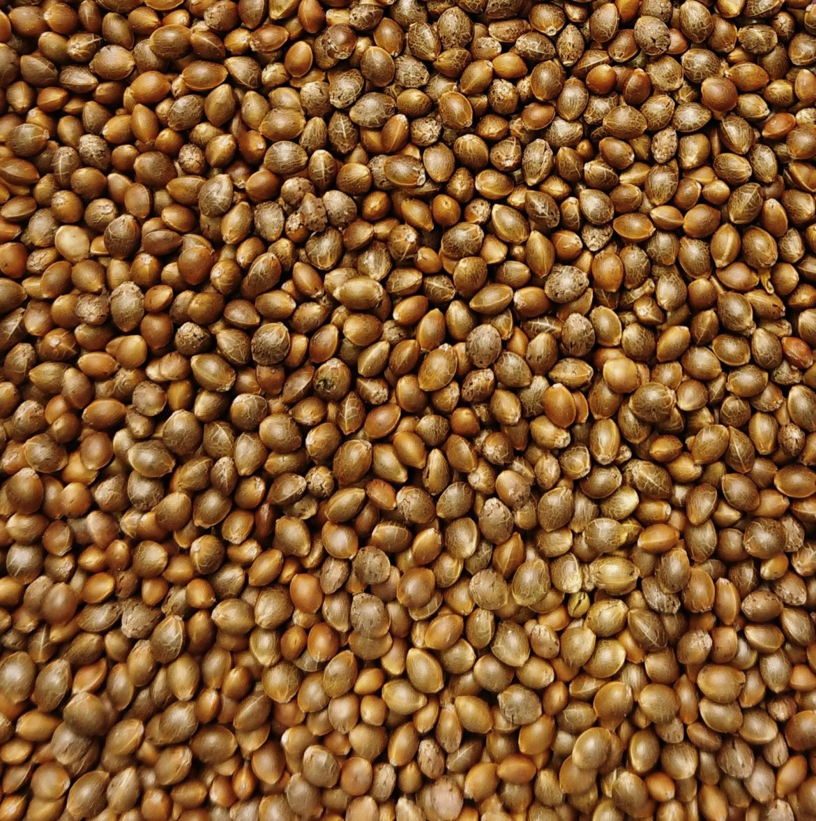 Sudanese - The Real Seed Company - Cannabis Landrace