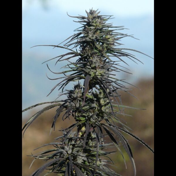 The Real Seed Company - Real Knowledge | Real Landrace Cannabis Seeds