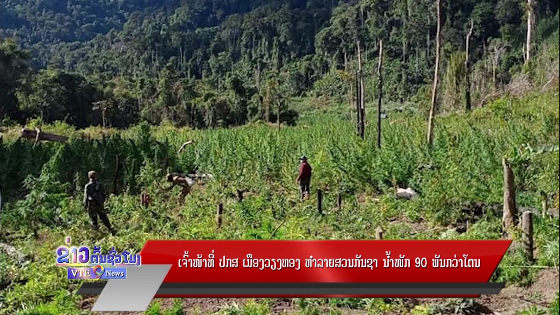 ‘Thai Stick’ or ‘Lao Stick’? – The Real Seed Company