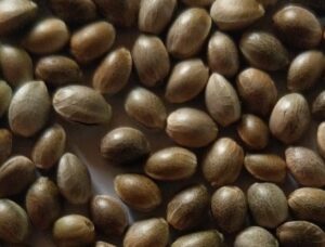 The Real Seed Company - Real Knowledge | Real Landrace Cannabis Seeds