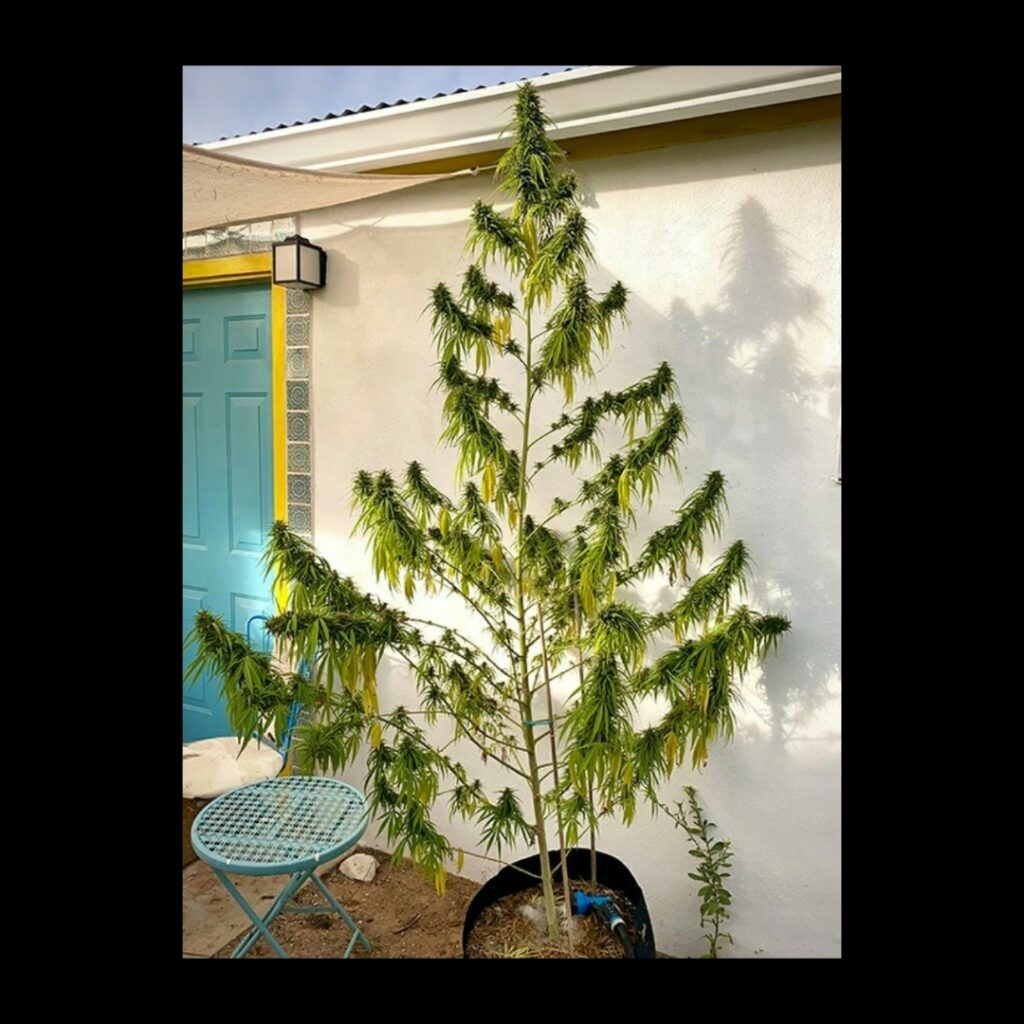 Landraces Archives - The Real Seed Company - Seeds of Rare Landrace ...