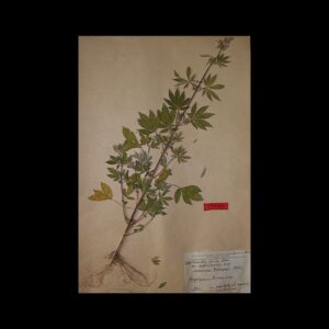 Nikolai Vavilov and var. asperrima – The Real Seed Company