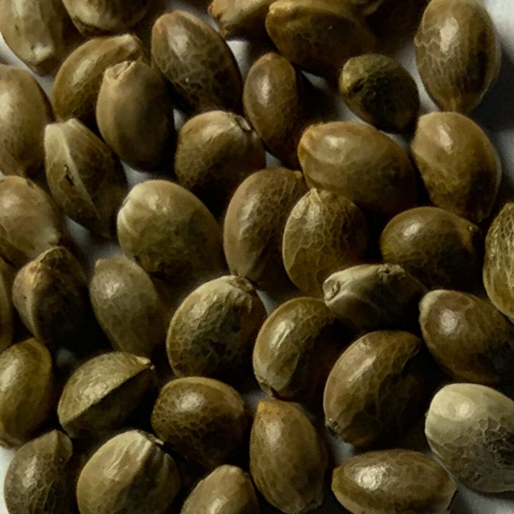 Landraces Archives - The Real Seed Company - Seeds of Rare Landrace ...