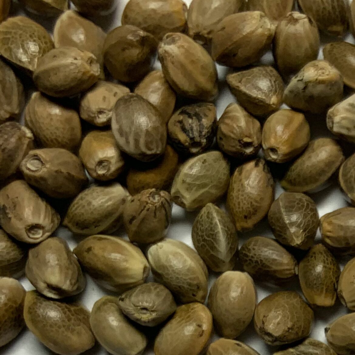 Hindu Kush Archives - Page 2 of 2 - The Real Seed Company - Landrace ...