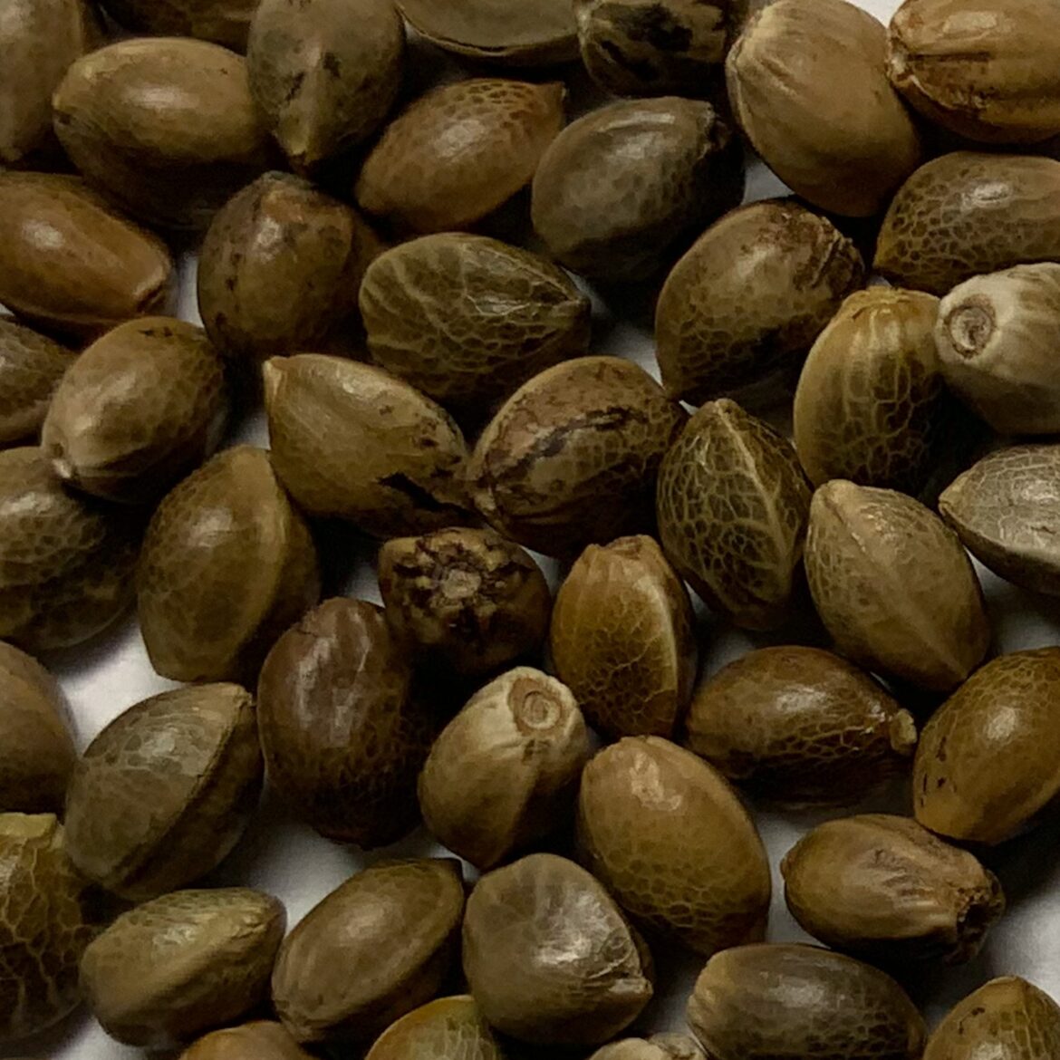 Panjshir – The Real Seed Company