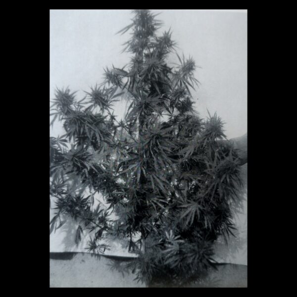 Kandivi & Kannávi – Greek and Uyghur Landrace Strains for Hashish – The ...