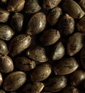 Nepalese Mountain Ganja - The Real Seed Company - Landrace