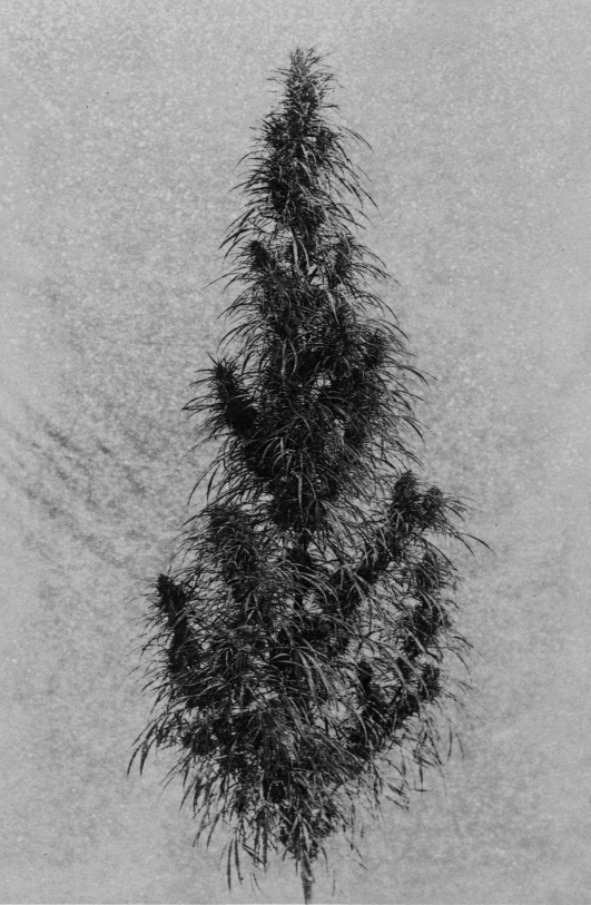 Are Cannabis Landraces ‘Wild-Populated’ Varieties? – The Real Seed Company