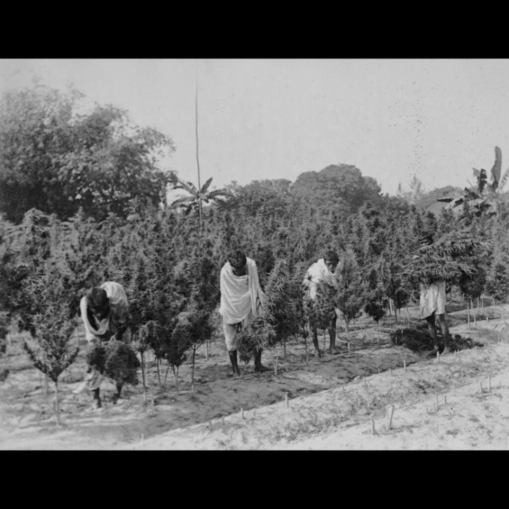 Traditional Ganja Cultivation Techniques – Bengal, 1894 – The Real Seed ...