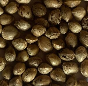 Kashmiri - The Real Seed Company - Cannabis Landrace Seeds