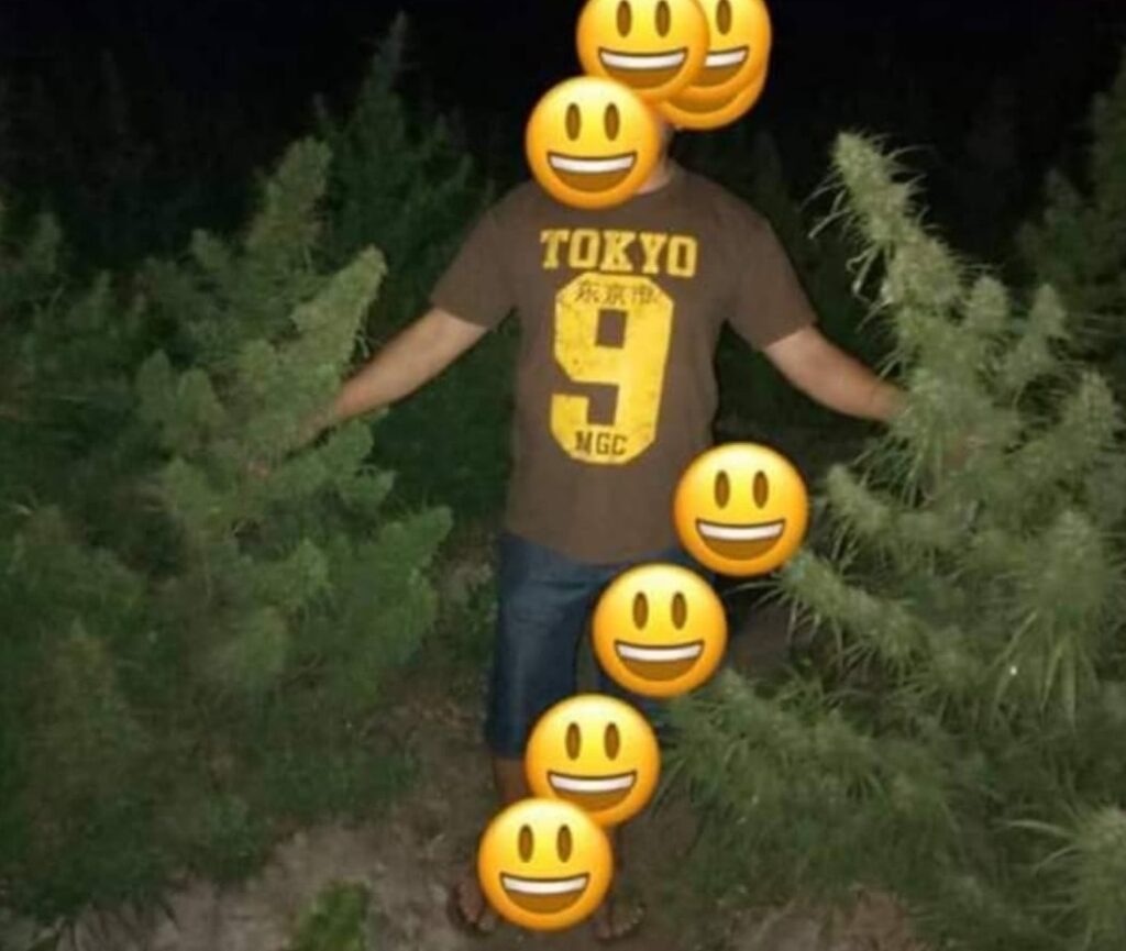 ‘Lao Gold’ – New Stock, 2023 Harvest – The Real Seed Company