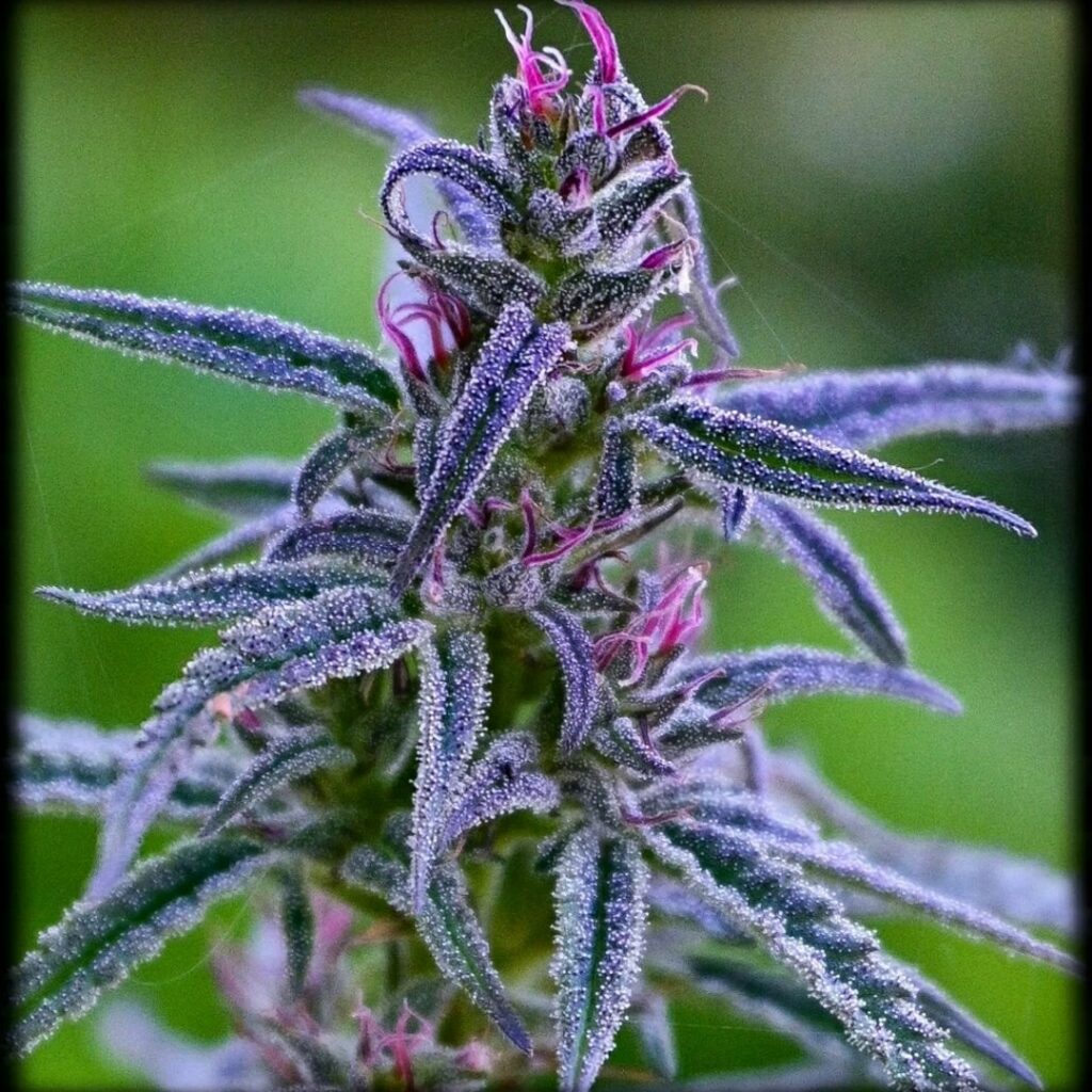 The Real Seed Company - Real Knowledge | Cannabis Landraces