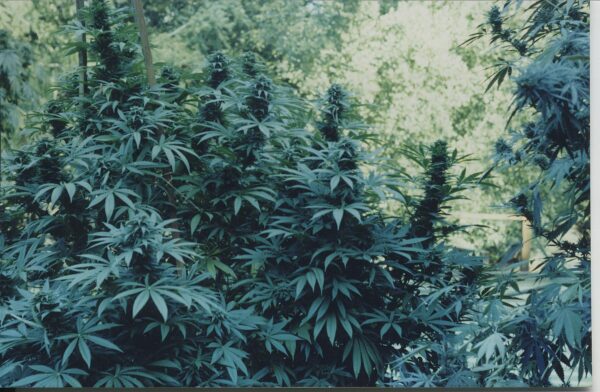 The Real Seed Company - Real Knowledge | Cannabis Landraces