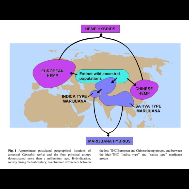 The Real Seed Company - Real Knowledge | Cannabis Landraces