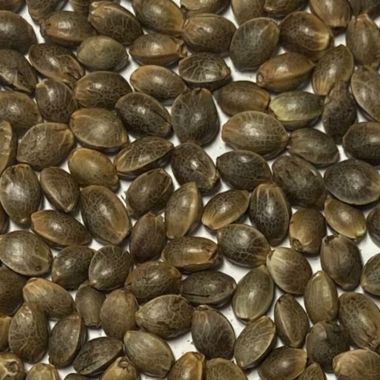 Landrace Archives - Page 2 of 5 - The Real Seed Company - Seeds of Rare ...