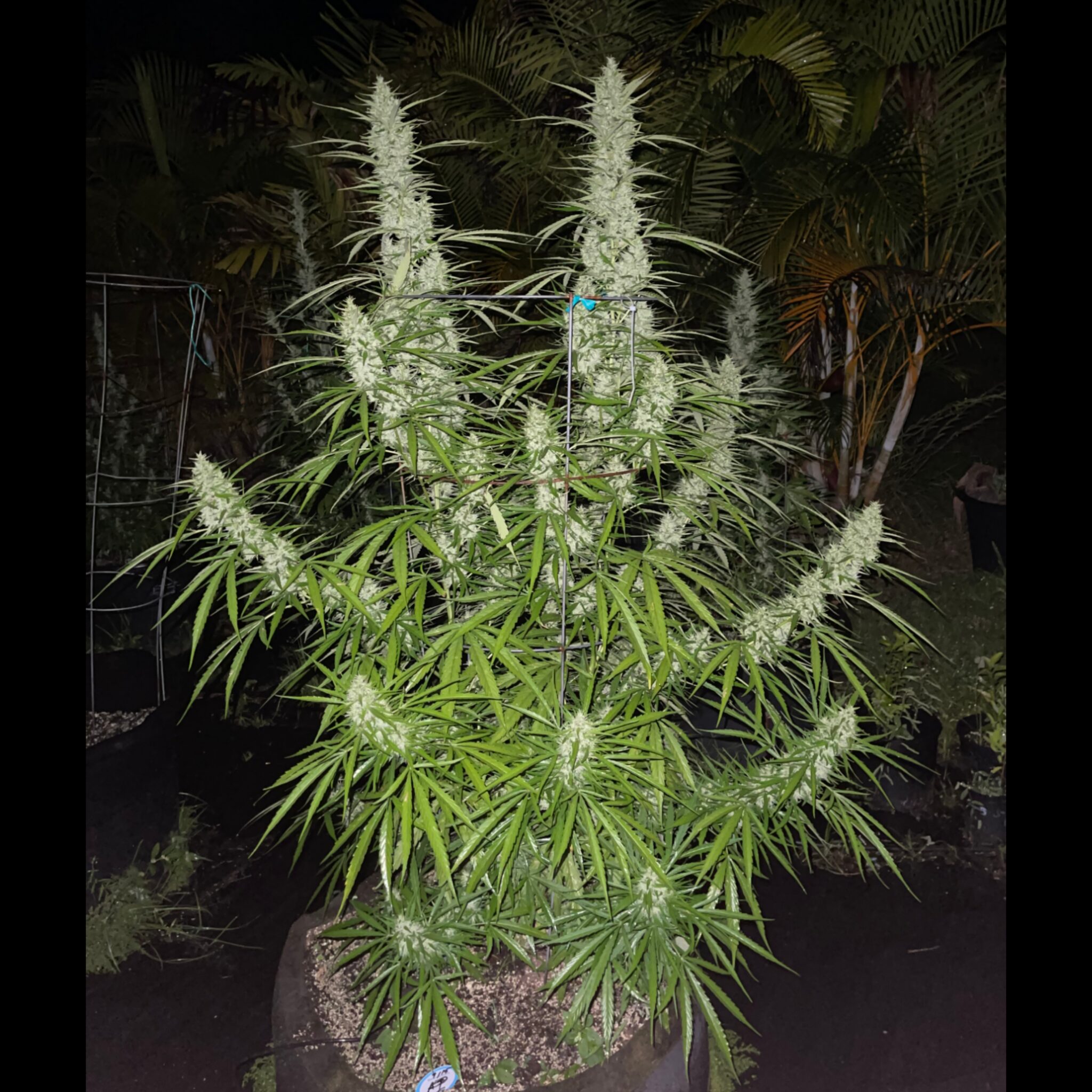 Isan Thai – Bong Ja Bong! – The Real Seed Company