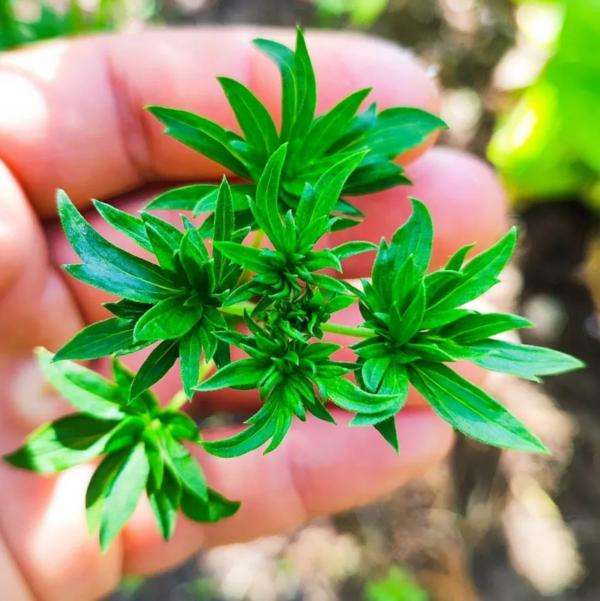 The Real Seed Company - Real Knowledge | Cannabis Landraces