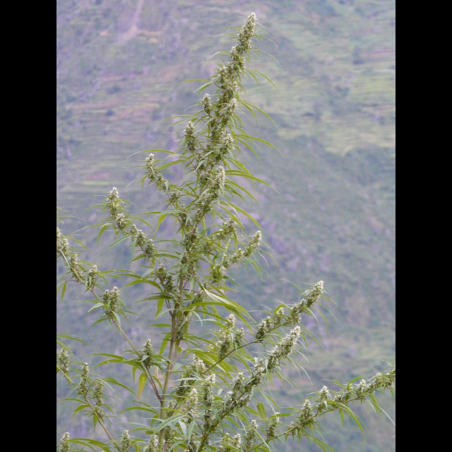 New Landrace Freebies – Nepali Mountain Ganja (25s) + Afghan Mix (5s ...