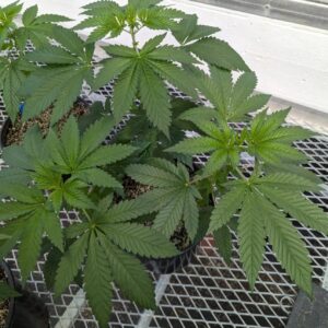 The Real Seed Company - Real Knowledge | Cannabis Landraces