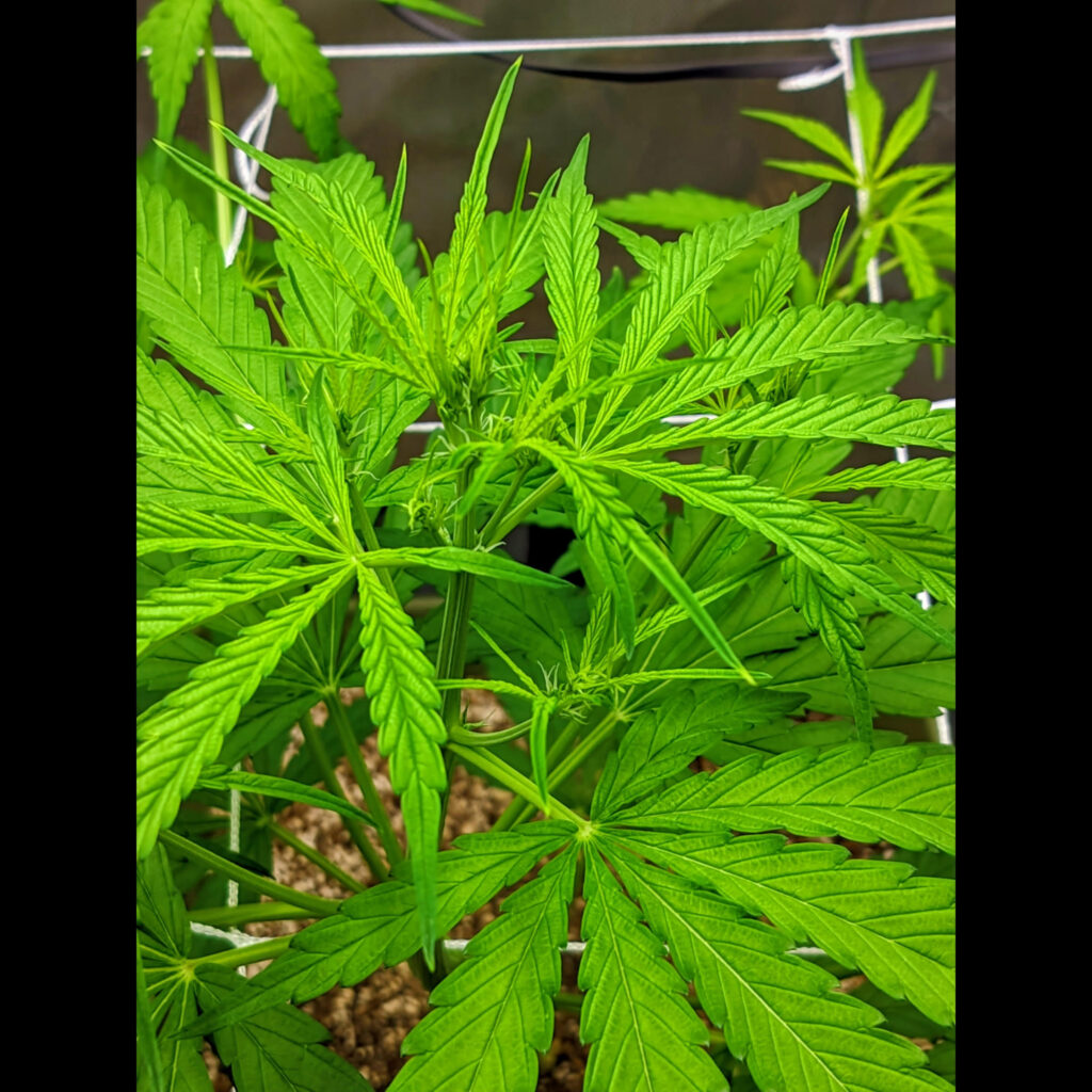 Discount – The Real Seed Company