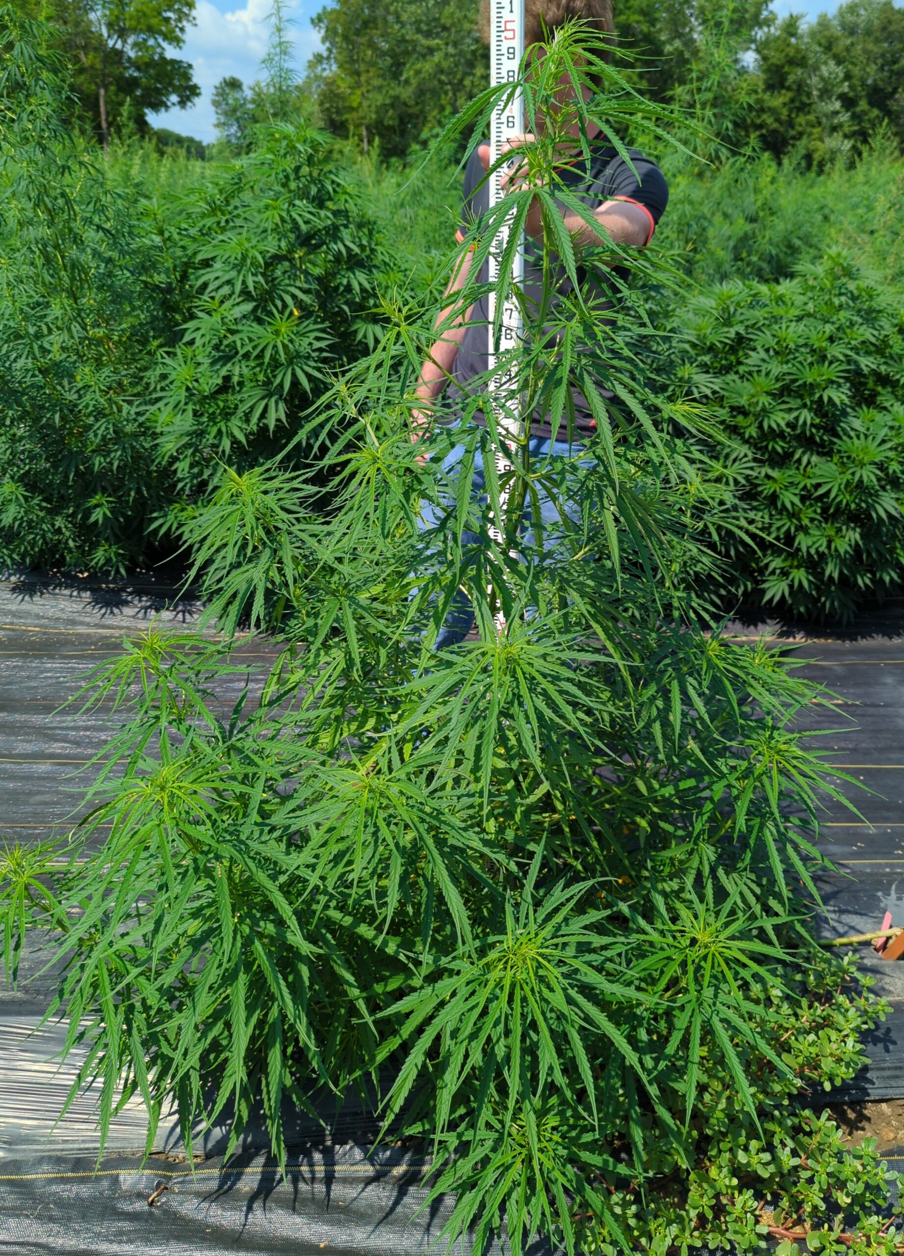 Sativas vs Indicas in authentic cannabis landraces – The Real Seed Company