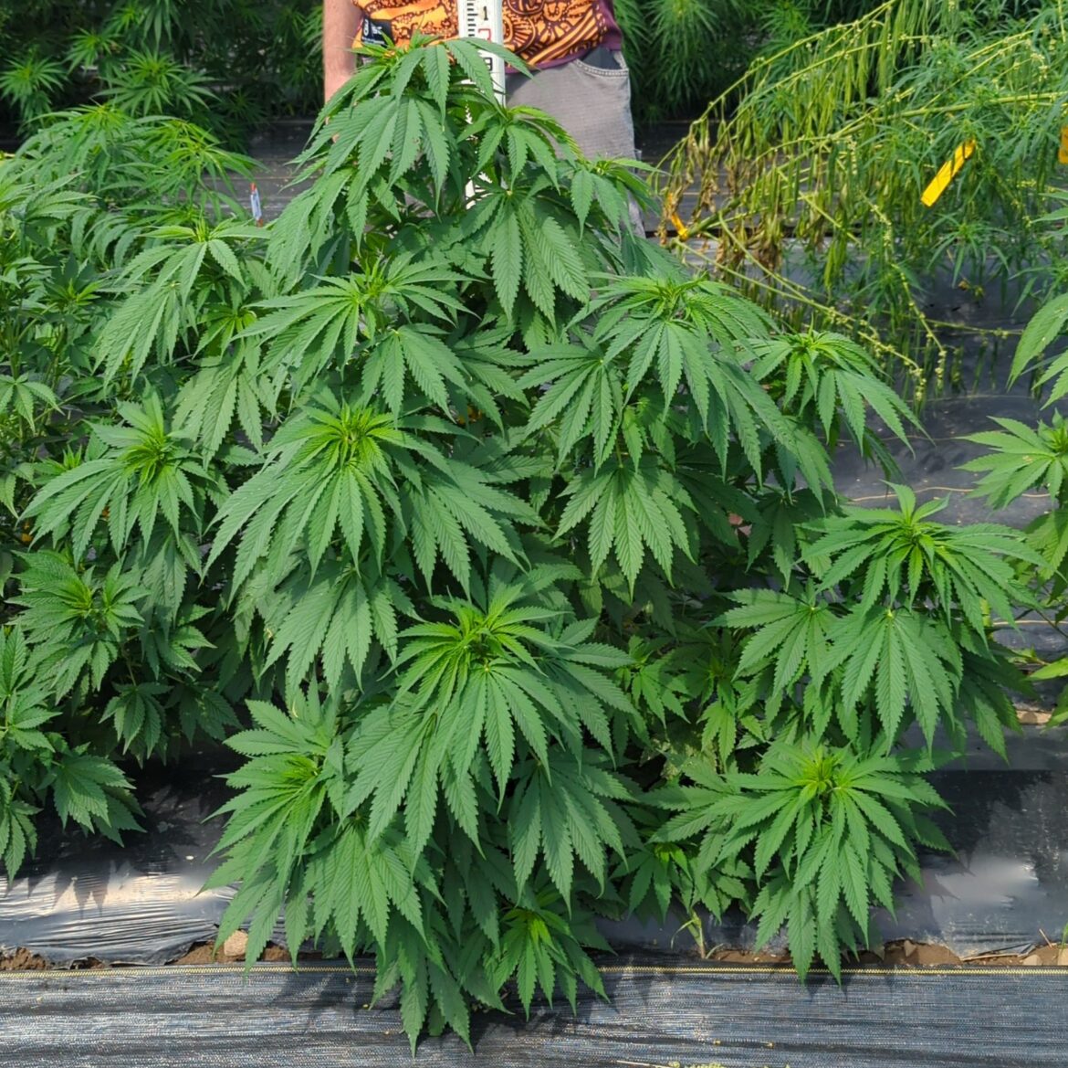 Sativas vs Indicas in authentic cannabis landraces - The Real Seed Company