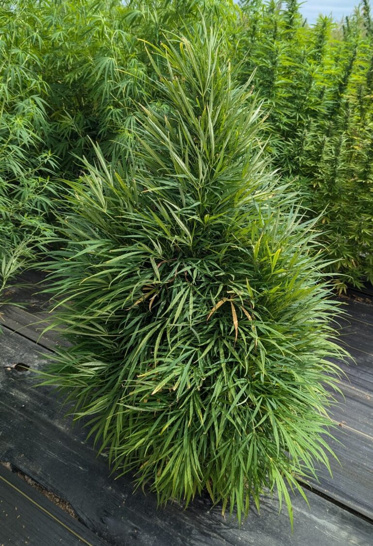 Rare semidwarf ganja landrace from Nepal – The Real Seed Company