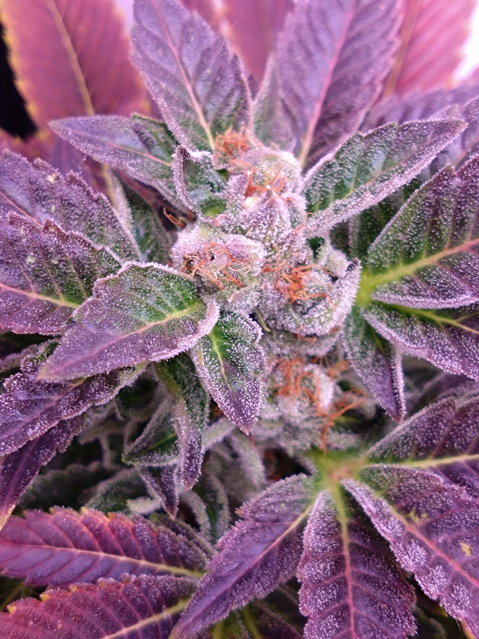 The Real Seed Company - Real Knowledge | Cannabis Landraces