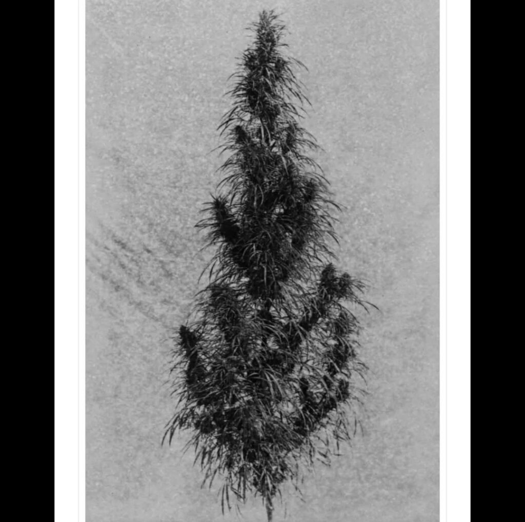 Blog – The Real Seed Company