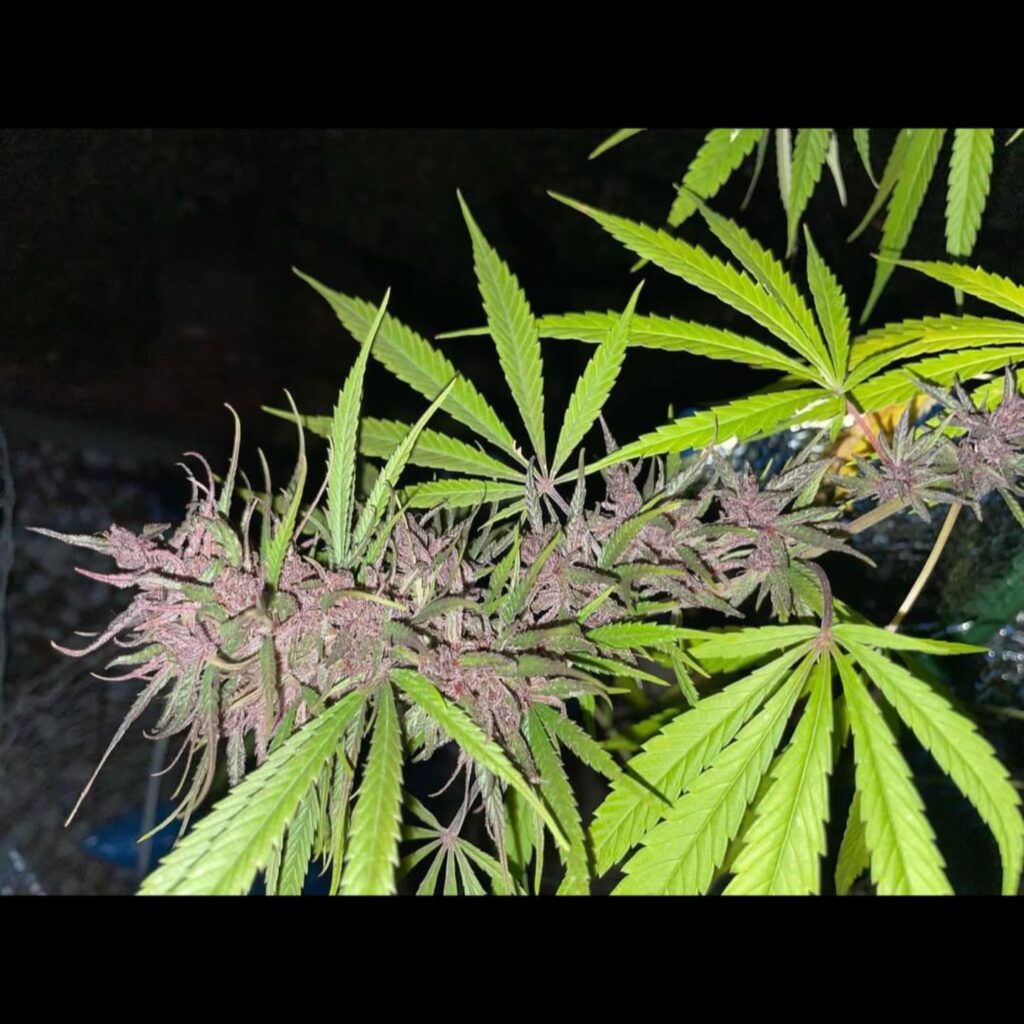 New Landrace Freebies – Nepali Mountain Ganja (25s) + Hmong Ganja (5s ...