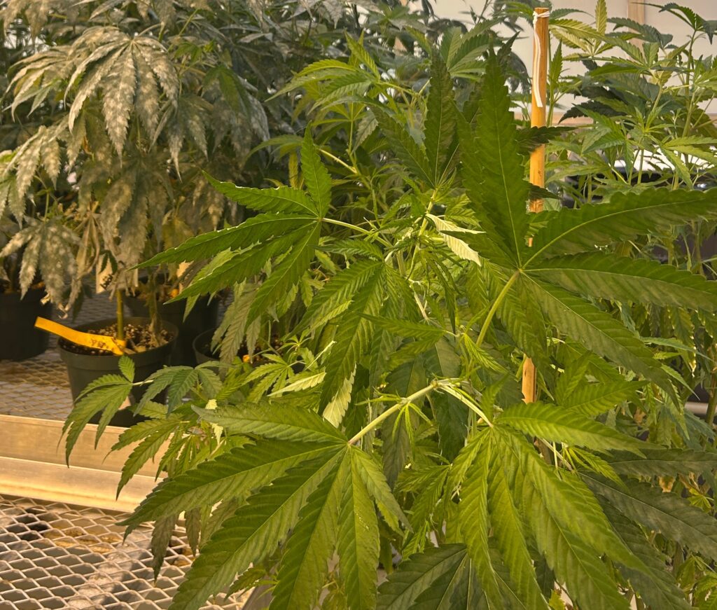 2025 – Page 2 – The Real Seed Company