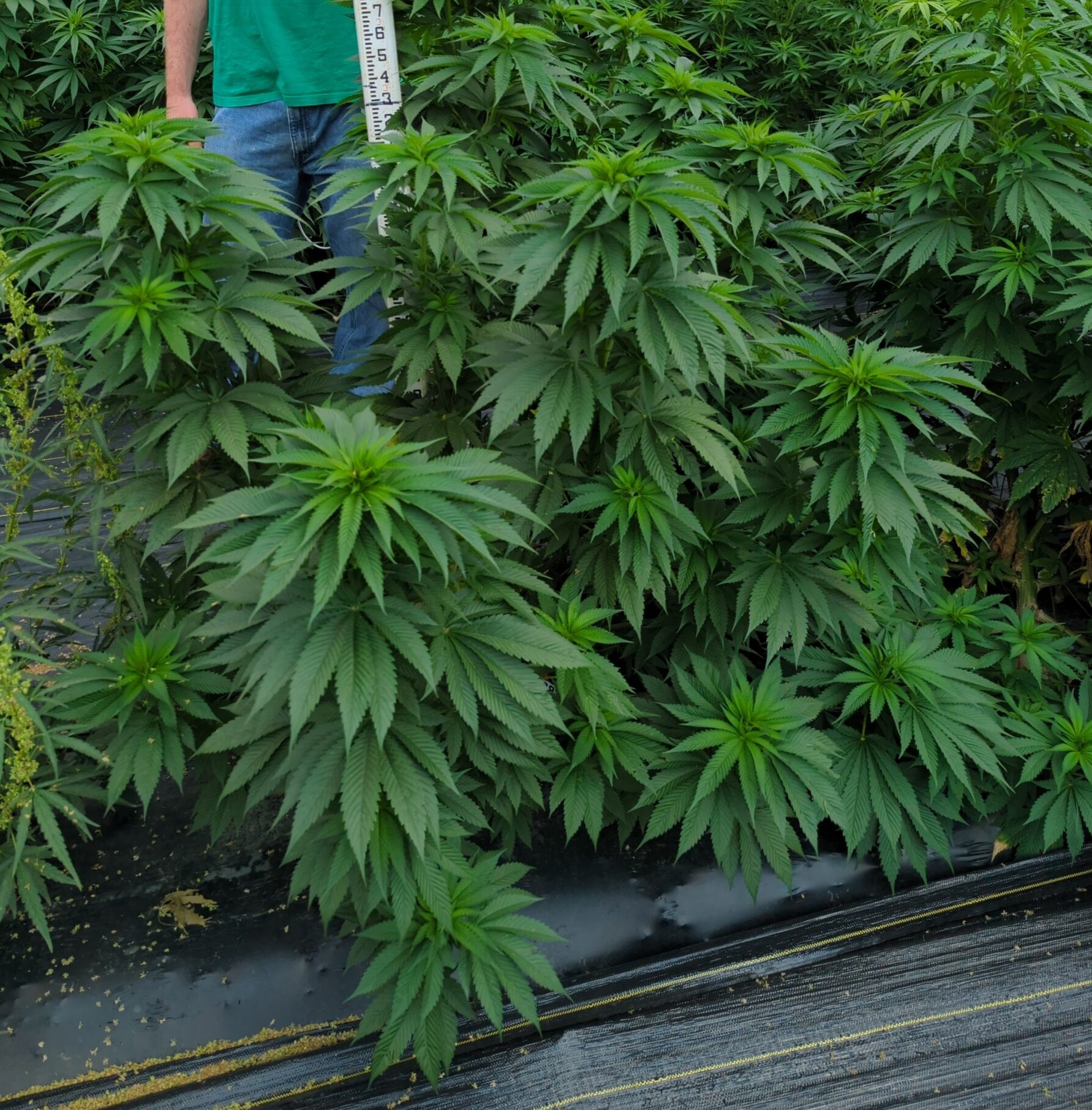 A Mazar-i-Sharif landrace – The Real Seed Company