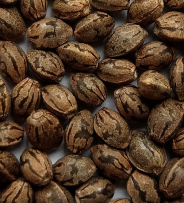 Blog – The Real Seed Company