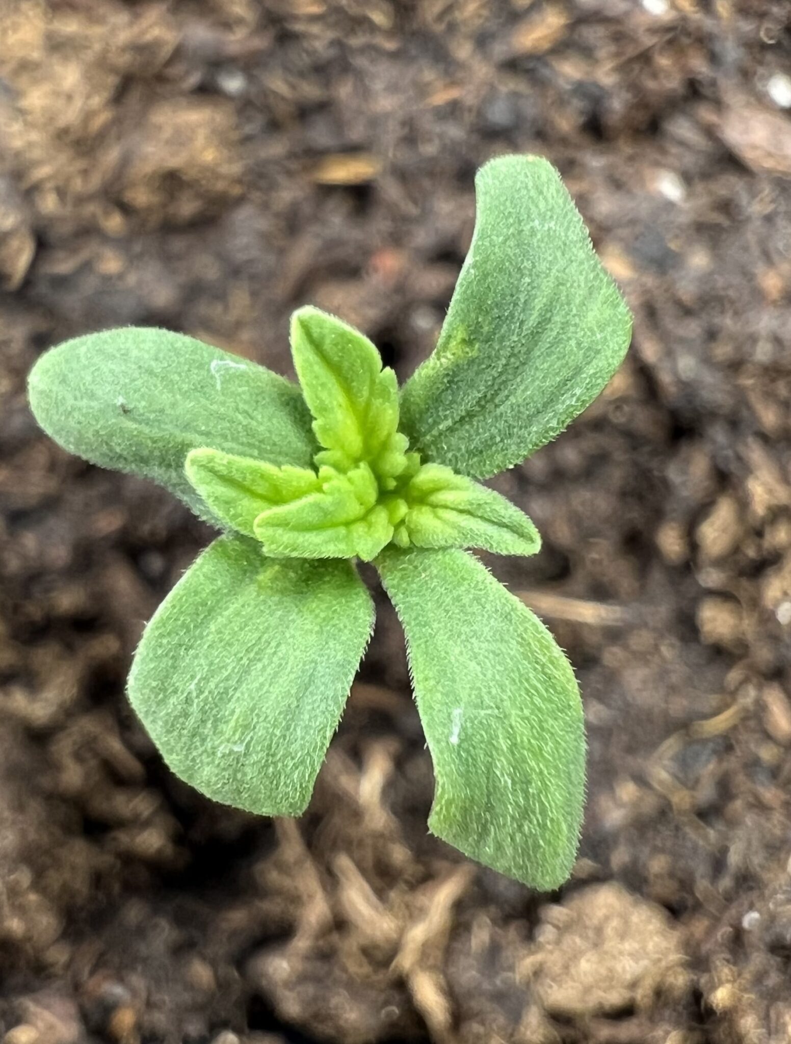 Atypical phyllotaxy in Afghan and Pakistani landraces – The Real Seed ...