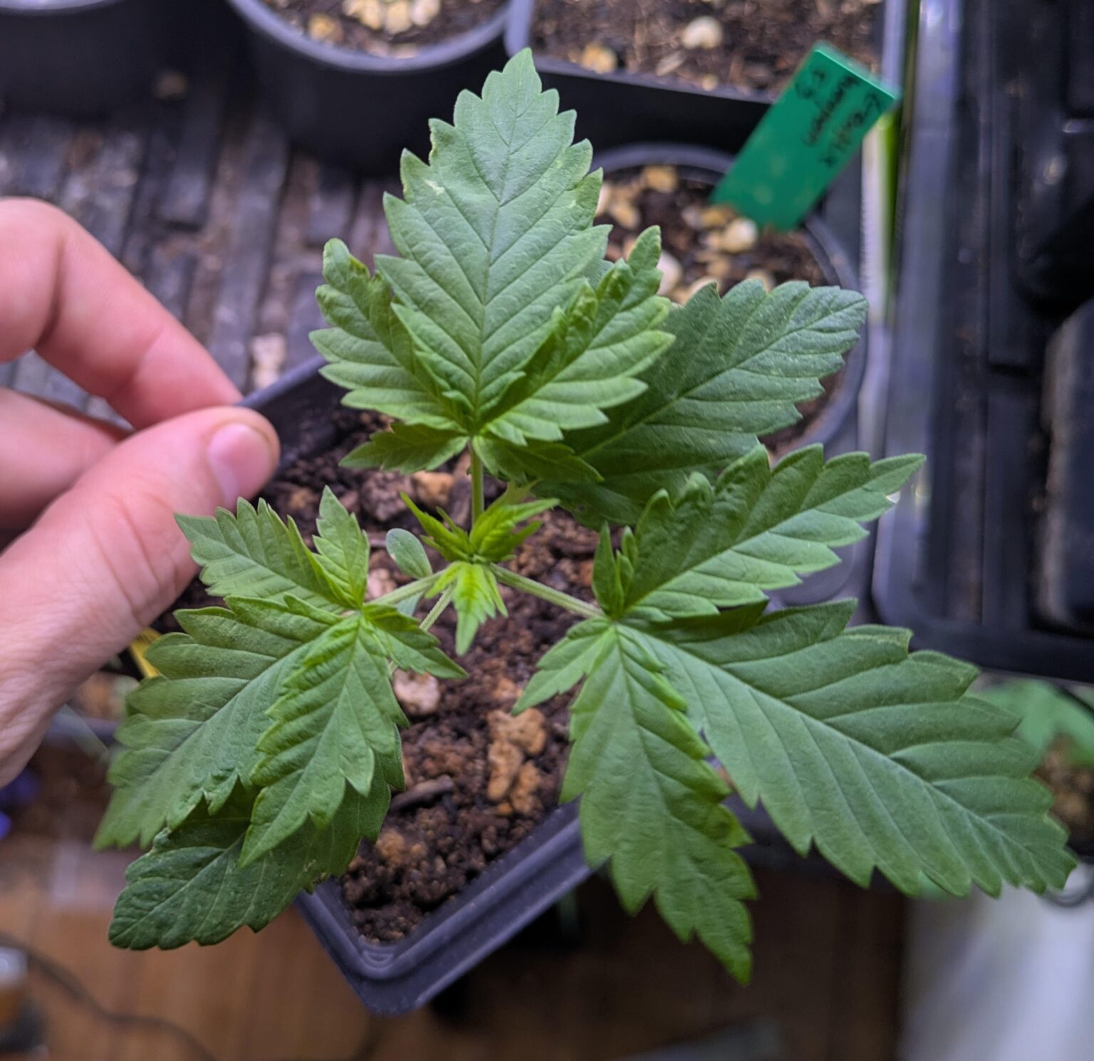 Atypical phyllotaxy in Afghan and Pakistani landraces – The Real Seed ...