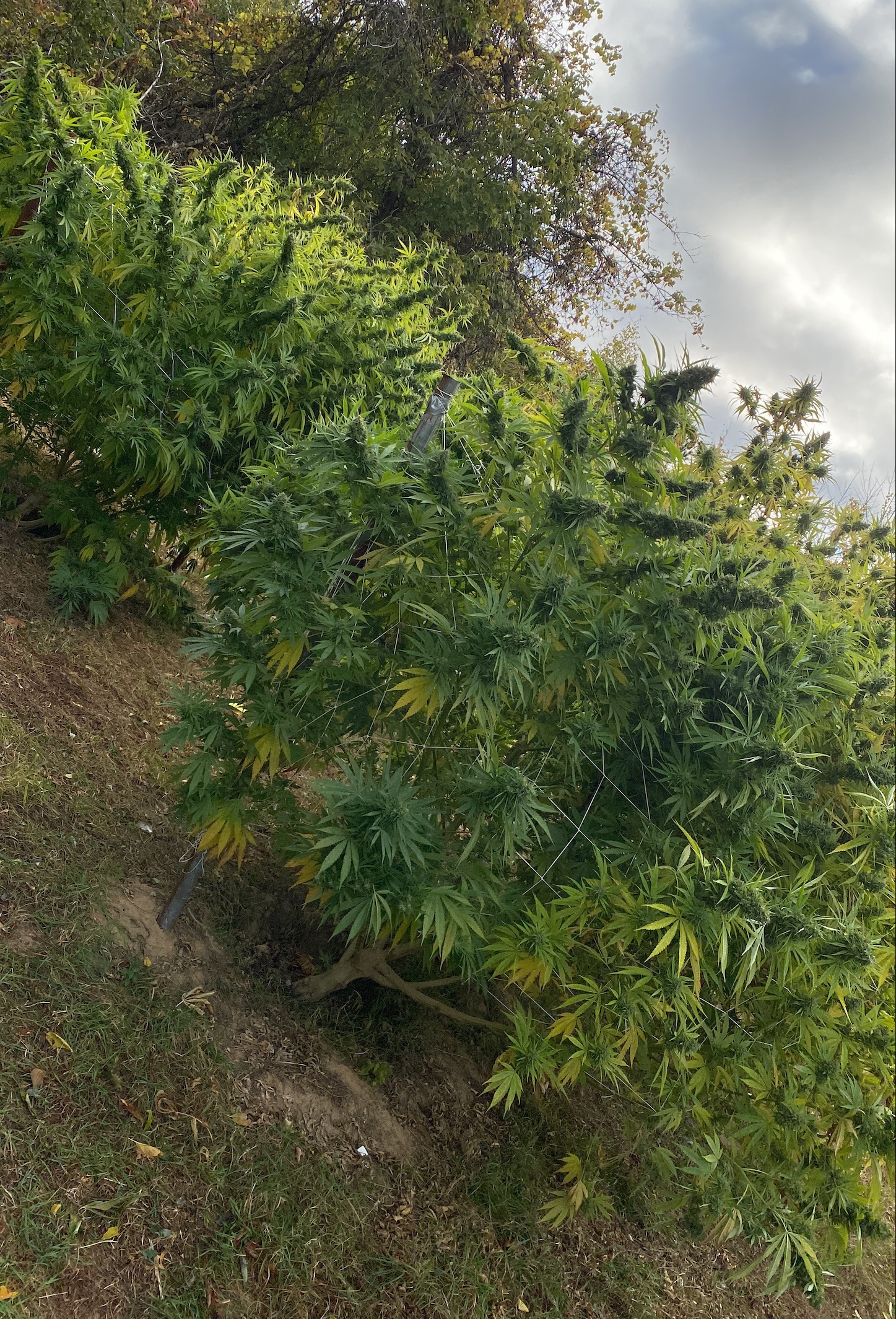 Cannabis heirlooms from the Caribbean and Americas – The Real Seed Company