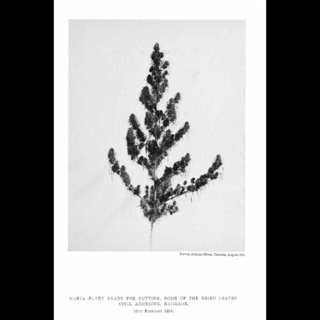 Ganja plant ready for cutting – Bengal, India (1894) – The Real Seed ...